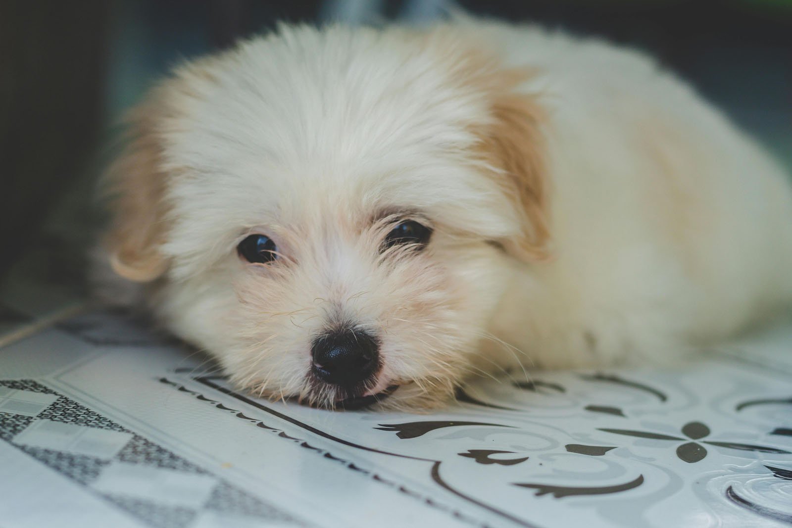 Obedience Training for Puppies: Start Them Right - Puppy Training For ...