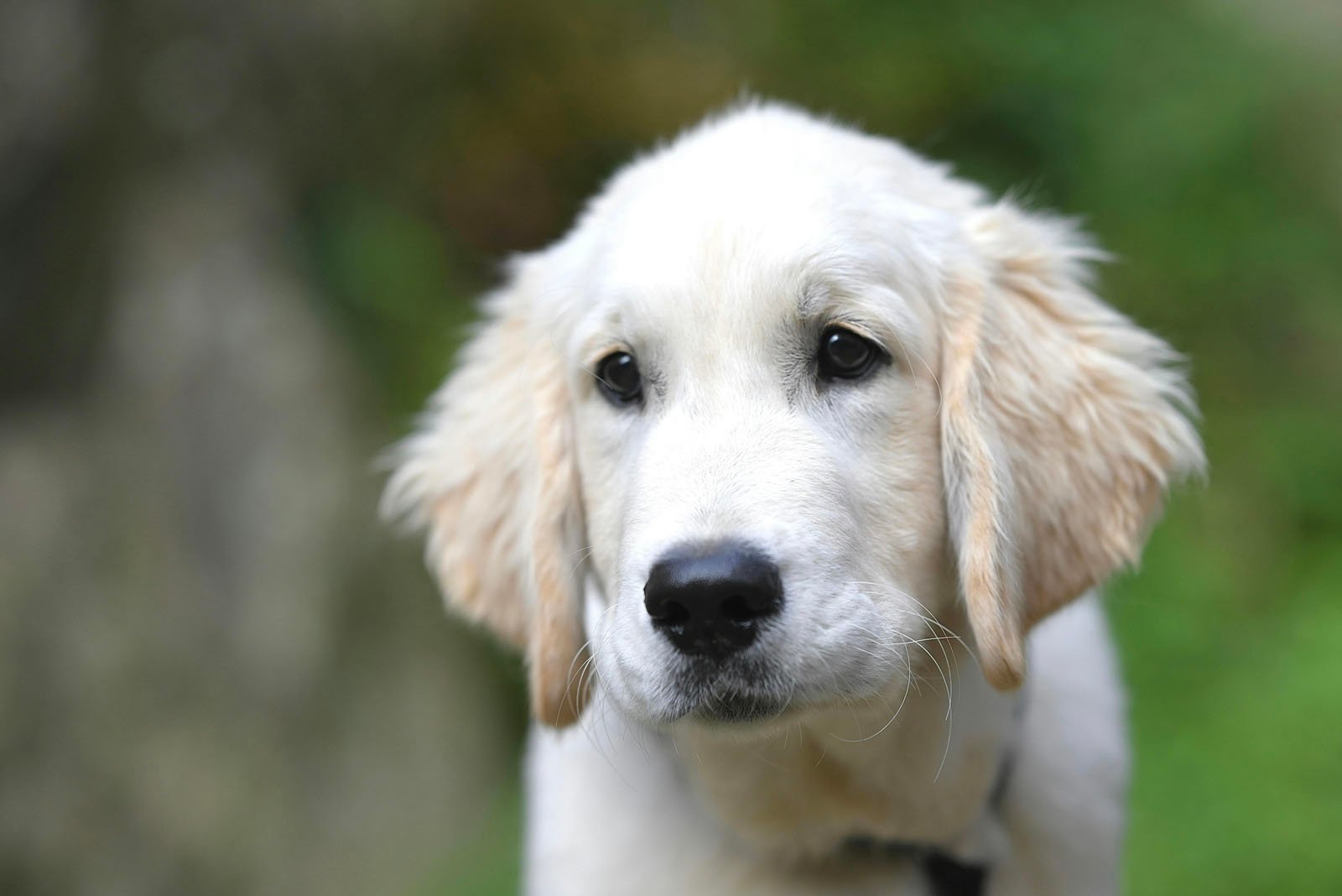 Training Puppies Under 12 Weeks: Early Start Success - Puppy Training ...